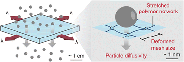 Mechano-diffusion of particles in stretchable hydrogels - Soft Matter ...
