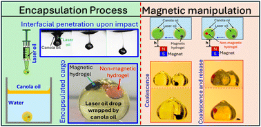 Magnetic manipulation of liquid-wrapped hydrogels - Soft Matter (RSC ...