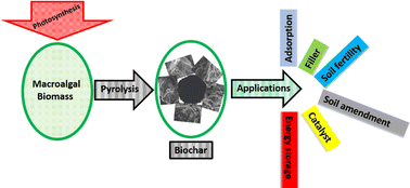 Macroalgae-based biochar: preparation and characterization of ...