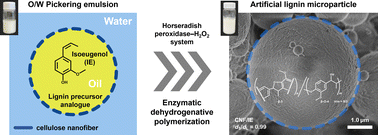 Synthesis and structural design of microspheres comprising cellulose ...