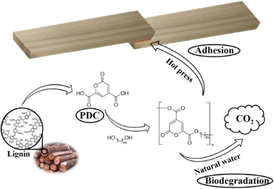 Biodegradable and wood adhesive polyesters based on lignin-derived 2 ...