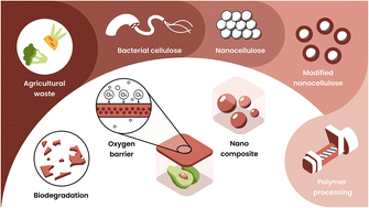 Sustainable food packaging using modified kombucha-derived bacterial ...