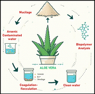 Aloe vera mucilage as a sustainable biopolymer flocculant for efficient ...