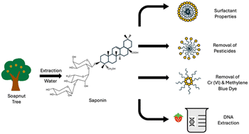 Using soapnut extract as a natural surfactant in green chemistry ...