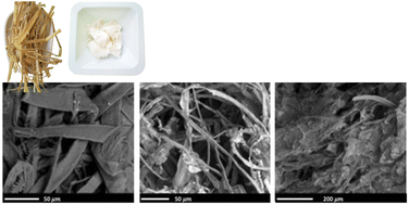 Producing dissolving pulp from agricultural waste - RSC Sustainability ...