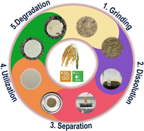 Beyond waste: cellulose-based biodegradable films from bio waste ...