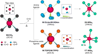 Unveiling the ligand-mediated phase engineering mechanism in two ...
