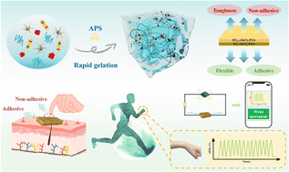 A fast gelatinized asymmetric adhesive hydrogel for enhanced wearable ...