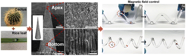 A magnetic-responsive conical microcolumn for removing oil pollution in ...