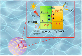 Bi2WO6/COF S-scheme heterostructure photocatalyst for H2O2 production ...