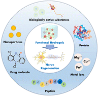 Recent advances in peptide-based bioactive hydrogels for nerve repair ...