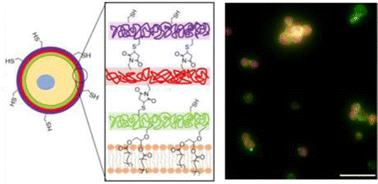 Conformal encapsulation of mammalian stem cells using modified ...