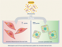 Optimization of a nanoparticle uptake protocol applied to amniotic ...