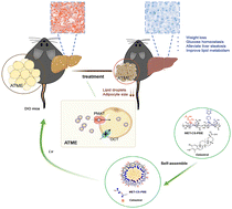 Adipocyte-targeted celastrol delivery via biguanide-modified micelles ...