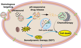 A functionalized cell membrane biomimetic nanoformulation based on ...