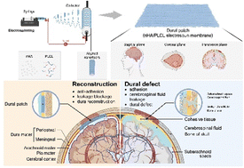 A robust and biodegradable hydroxyapatite/poly(lactide-co-ε ...