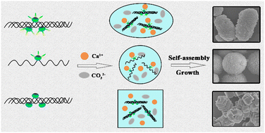 Modulation of biomineralization morphology by phosphorylated collagen ...