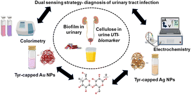 A dual-sensing strategy for the early diagnosis of urinary tract ...