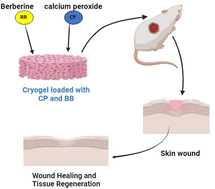 Fabrication and characterization of calcium peroxide and berberine ...