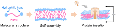 Formation of a planar biomimetic membrane with a novel zwitterionic ...