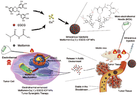 Intravenous injectable metformin-Cu(ii)-EGCG coordination polymer ...