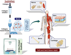 Collagen as a bio-ink for 3D printing: a critical review - Journal of ...