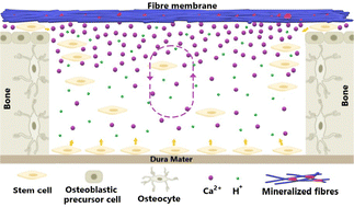 Simulation of the bone remodelling microenvironment by calcium compound ...