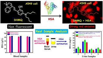 Design and synthesis of a TICT-based red-emissive fluorescent probe for ...