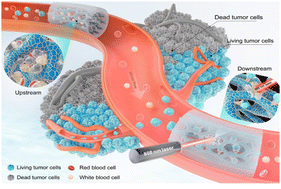 Intravascular elimination of circulating tumor cells and cascaded ...