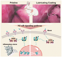 Mitigating intubation stress, mucosa injury, and inflammatory response ...