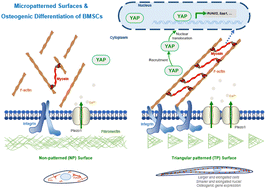 Osteogenic differentiation of bone mesenchymal stem cells on linearly ...