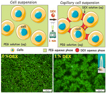 3D structured capillary cell suspensions aided by aqueous two-phase ...