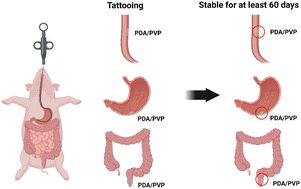 Novel endoscopic tattooing dye based on polyvinylpyrrolidone-modified ...