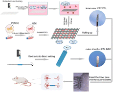Nerve guide conduits promote nerve regeneration under a combination of ...