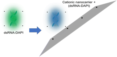 The blue shift of fluorescence emission reveals the dsRNA-loading ...
