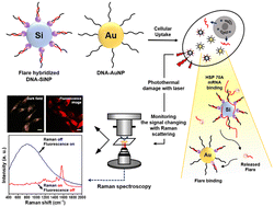 Surface-enhanced Raman scattering for HSP 70A mRNA detection in live ...