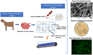 Decellularization of caprine forestomach rumen tissue modified with ...