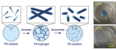 Disassembly of self-assembling peptide hydrogels as a versatile method ...