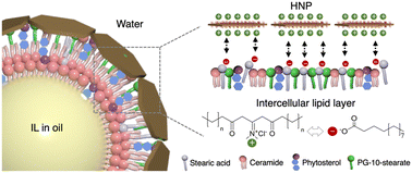 Intercellular lipid-cored, hectorite nanoplatelet-armored pickering ...