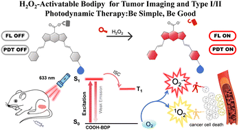 A simple hydrogen peroxide-activatable Bodipy for tumor imaging and ...