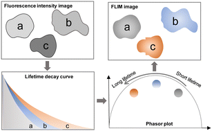 Advancements in phasor-based FLIM: multi-component analysis and ...