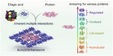 Hydrogen-bonded supramolecular biohybrid frameworks for protein ...