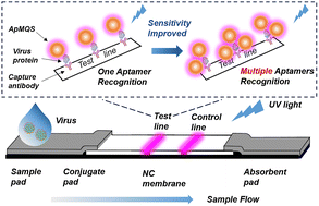 Multiple aptamer recognition-based quantum dot lateral flow platform ...