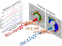 Raman imaging investigation of hepatic LX-2 cell reversion under ...