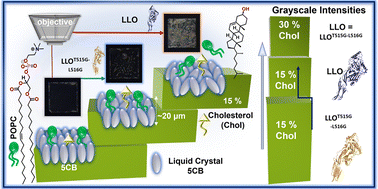 Utilizing an aqueous-liquid crystal interface to investigate membrane ...