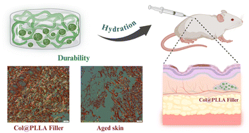 Engineered collagen/PLLA composite fillers to induce rapid and long ...