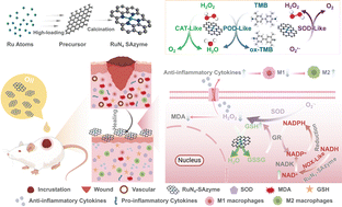Single-atom nanozyme-based catalytic ROS clearance for efficiently ...
