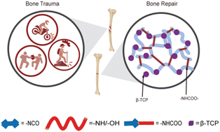 High-strength bone polyurethane adhesive with rapid curing for bone ...