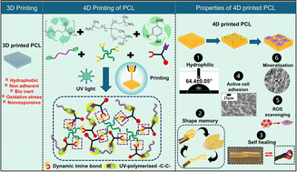 Towards cell-adhesive, 4D printable PCL networks through dynamic ...