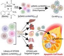 Organ-targeted drug delivery systems (OTDDS) of poly[(N-acryloylglycine ...